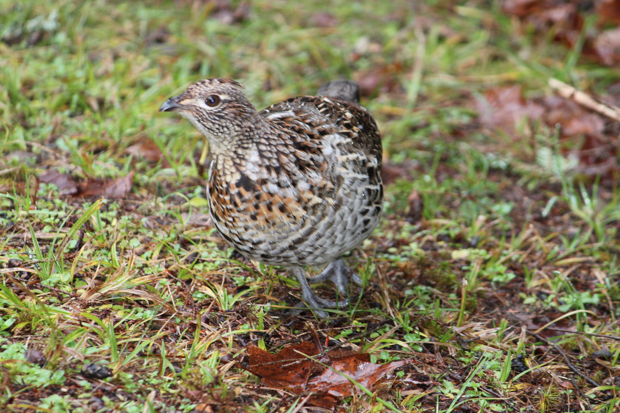Stalking Upland Birds - Loring Restoule