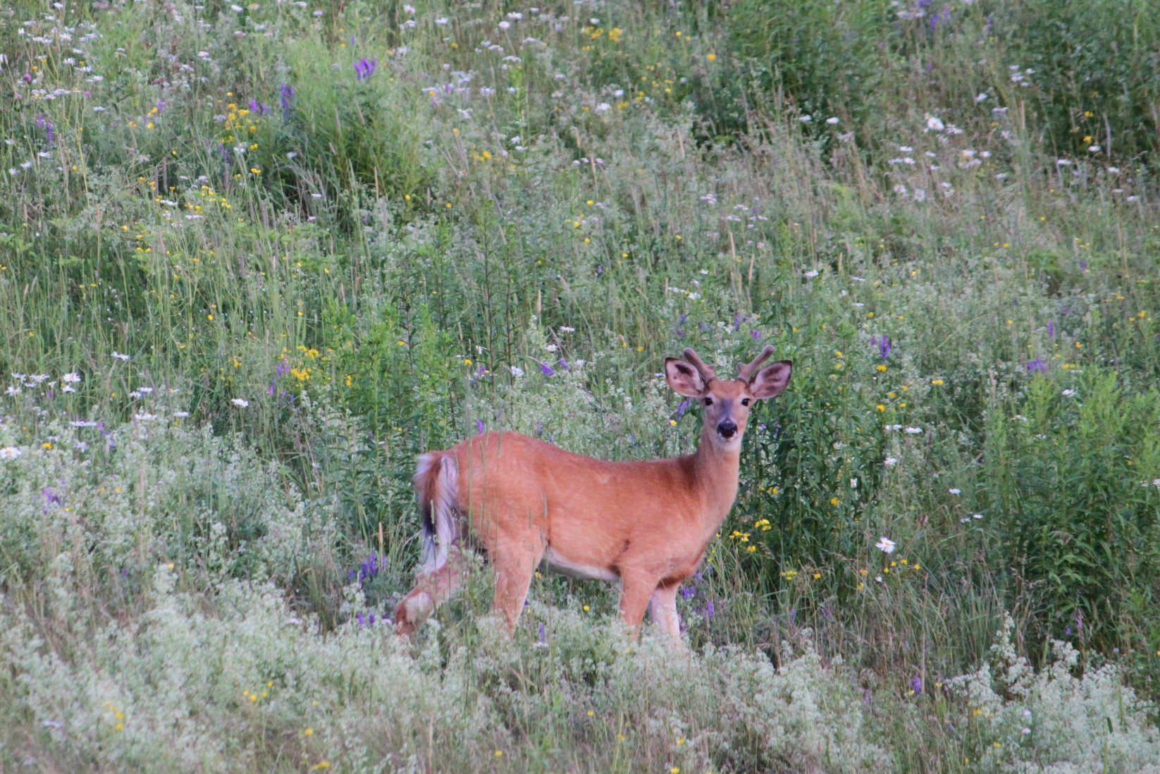 The Loring Deer Yard: A Serene Encounter With Wildlife - Loring Restoule